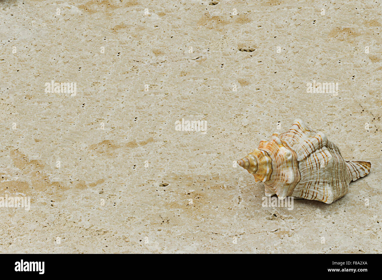 Seashell on natural stone surface Stock Photo - Alamy