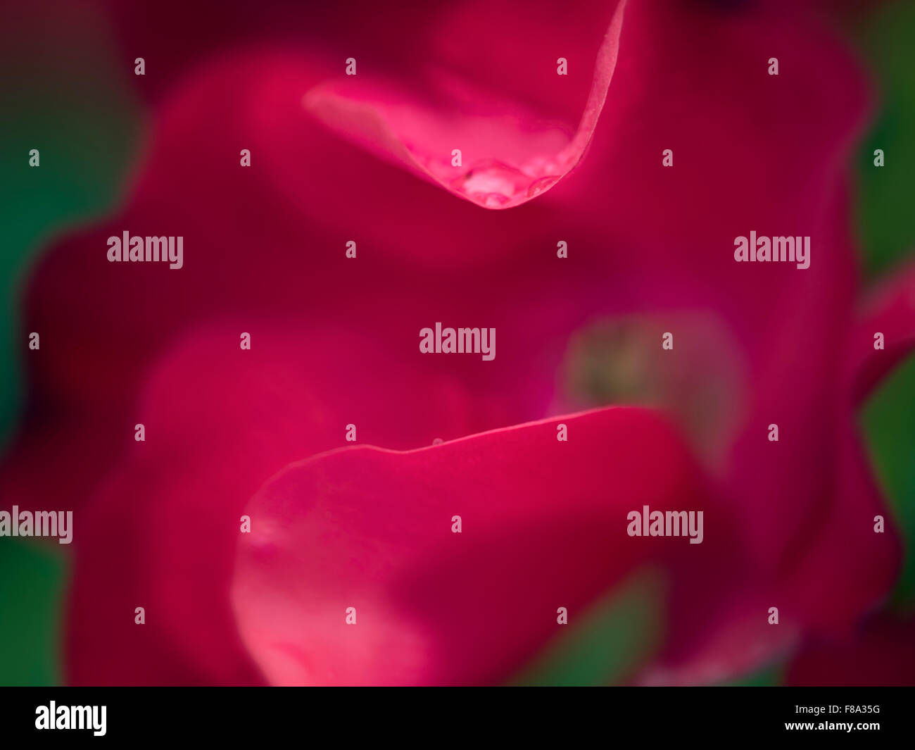 Portland rose garden hi-res stock photography and images - Alamy