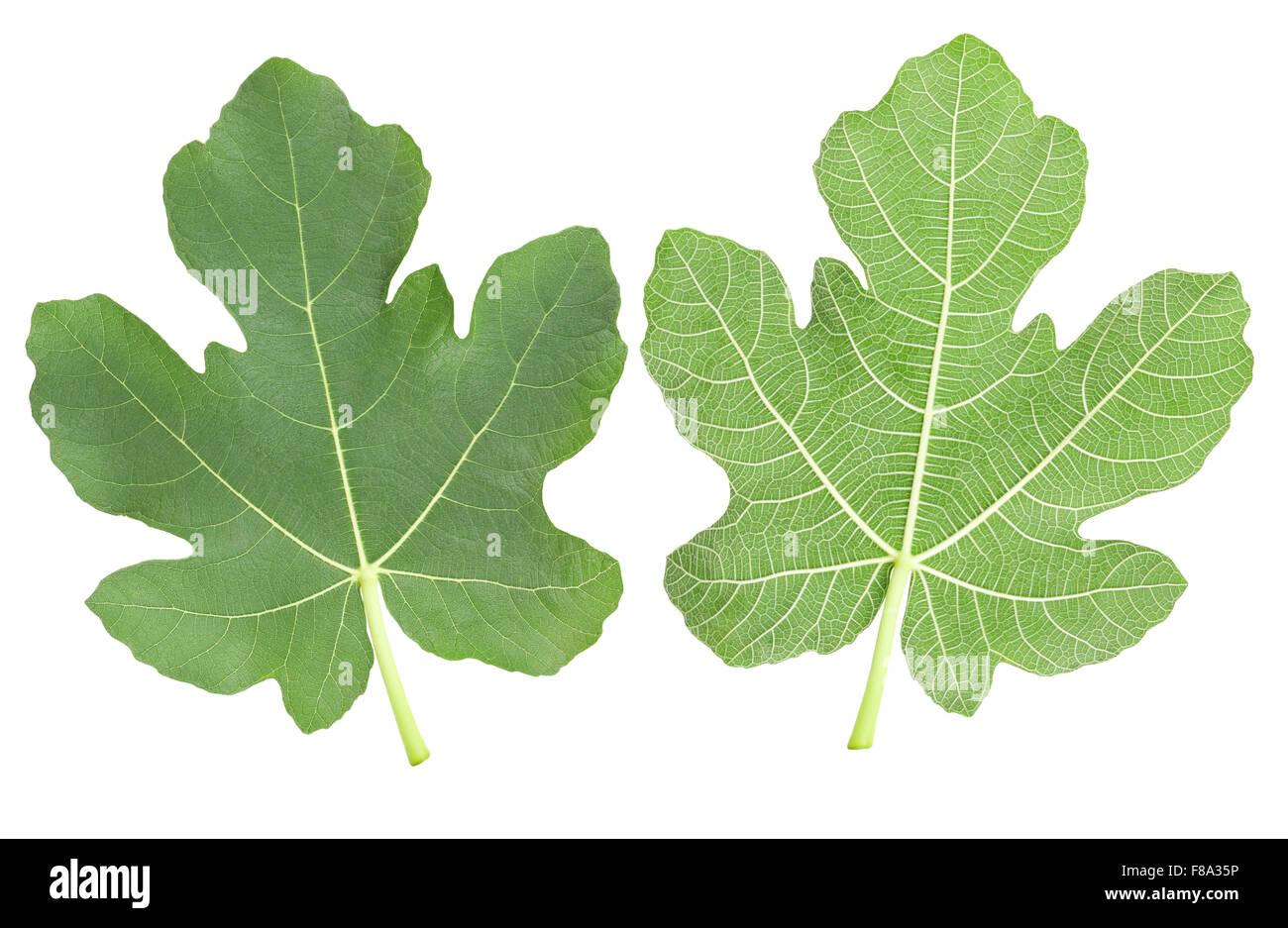 Fig leaves hi-res stock photography and images - Alamy