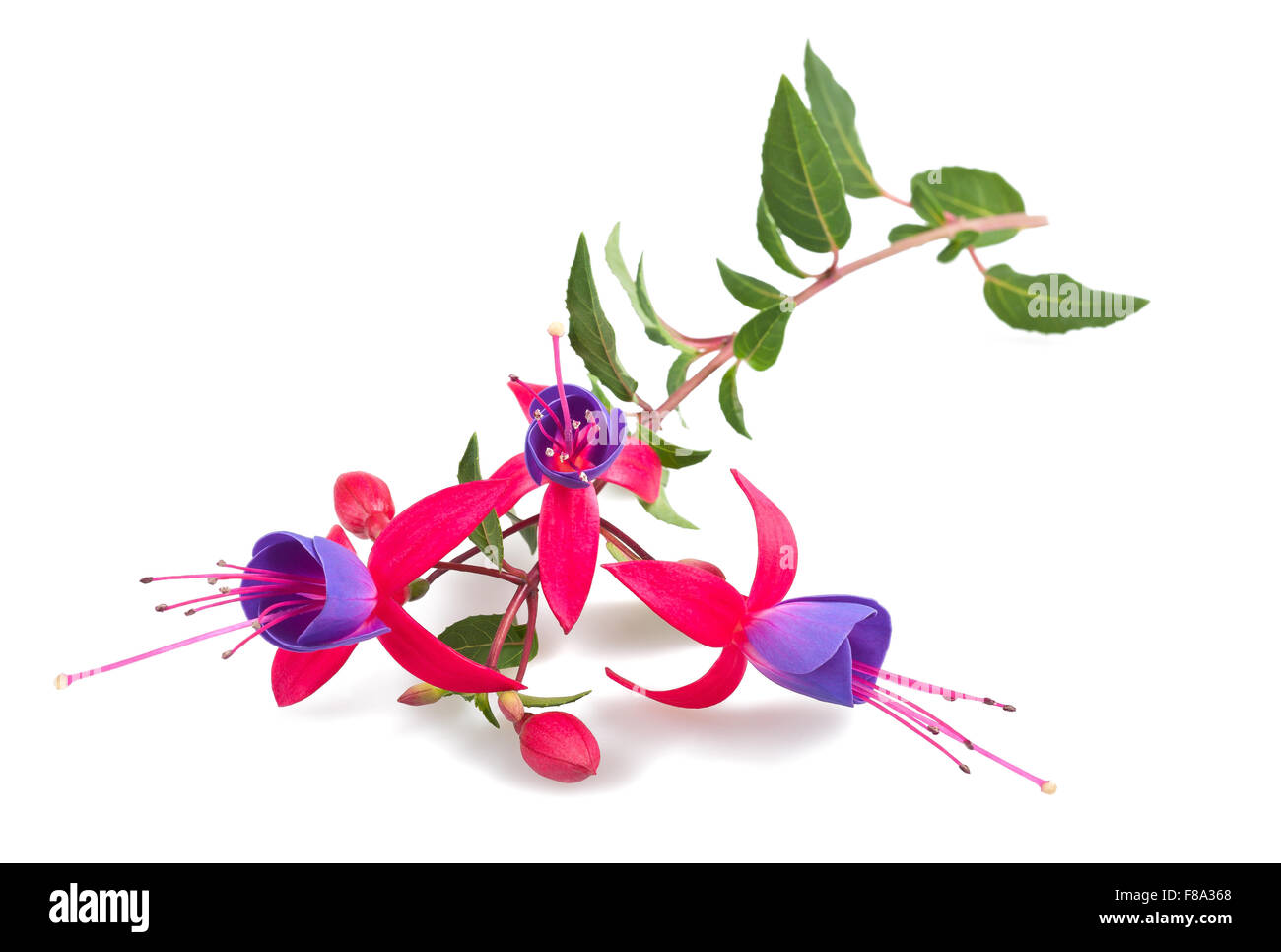 Blooming fuchsia plant pink Cut Out Stock Images & Pictures - Alamy