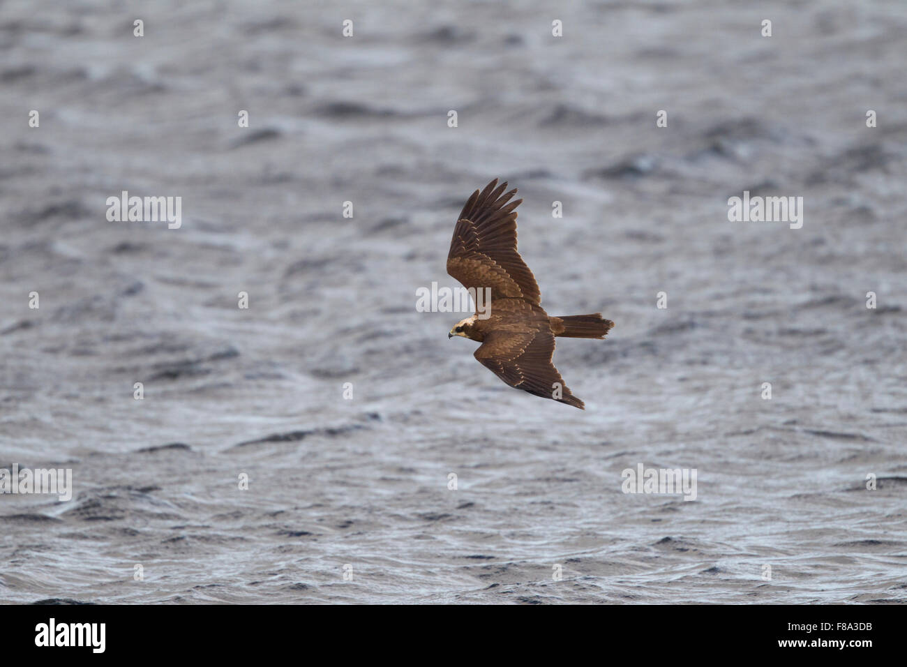 juvenile Marsh Harrier in flight Stock Photo - Alamy