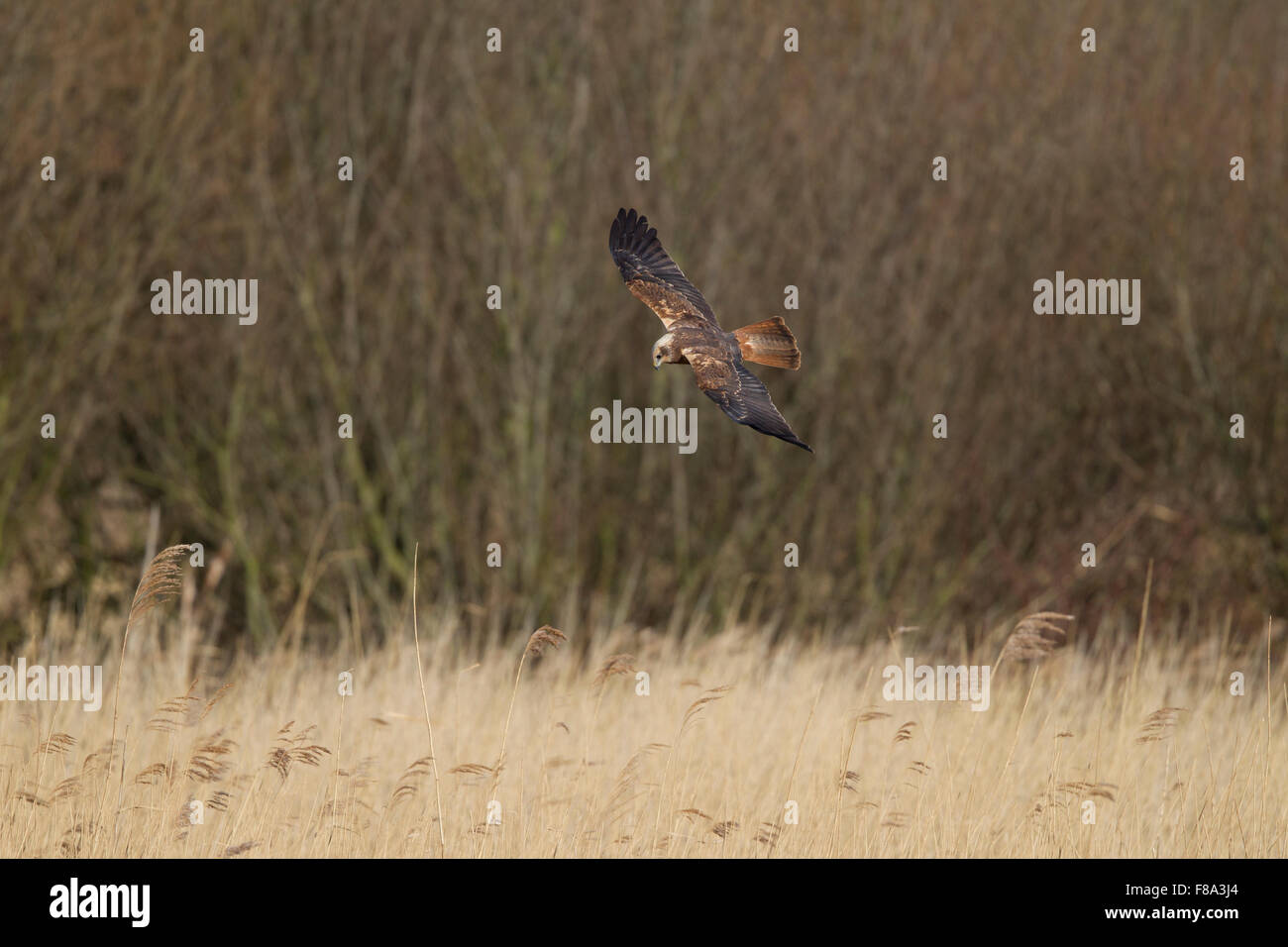 immature male Marsh Harrier in flight Stock Photo - Alamy