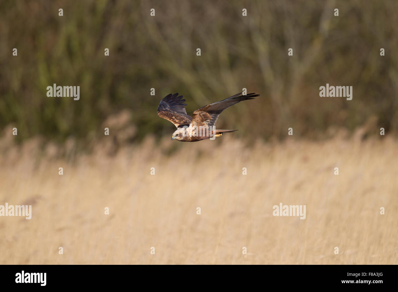 immature male Marsh Harrier in flight Stock Photo - Alamy