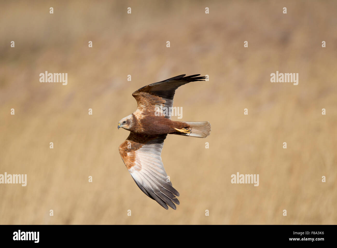 immature Male Marsh Harrier Stock Photo - Alamy
