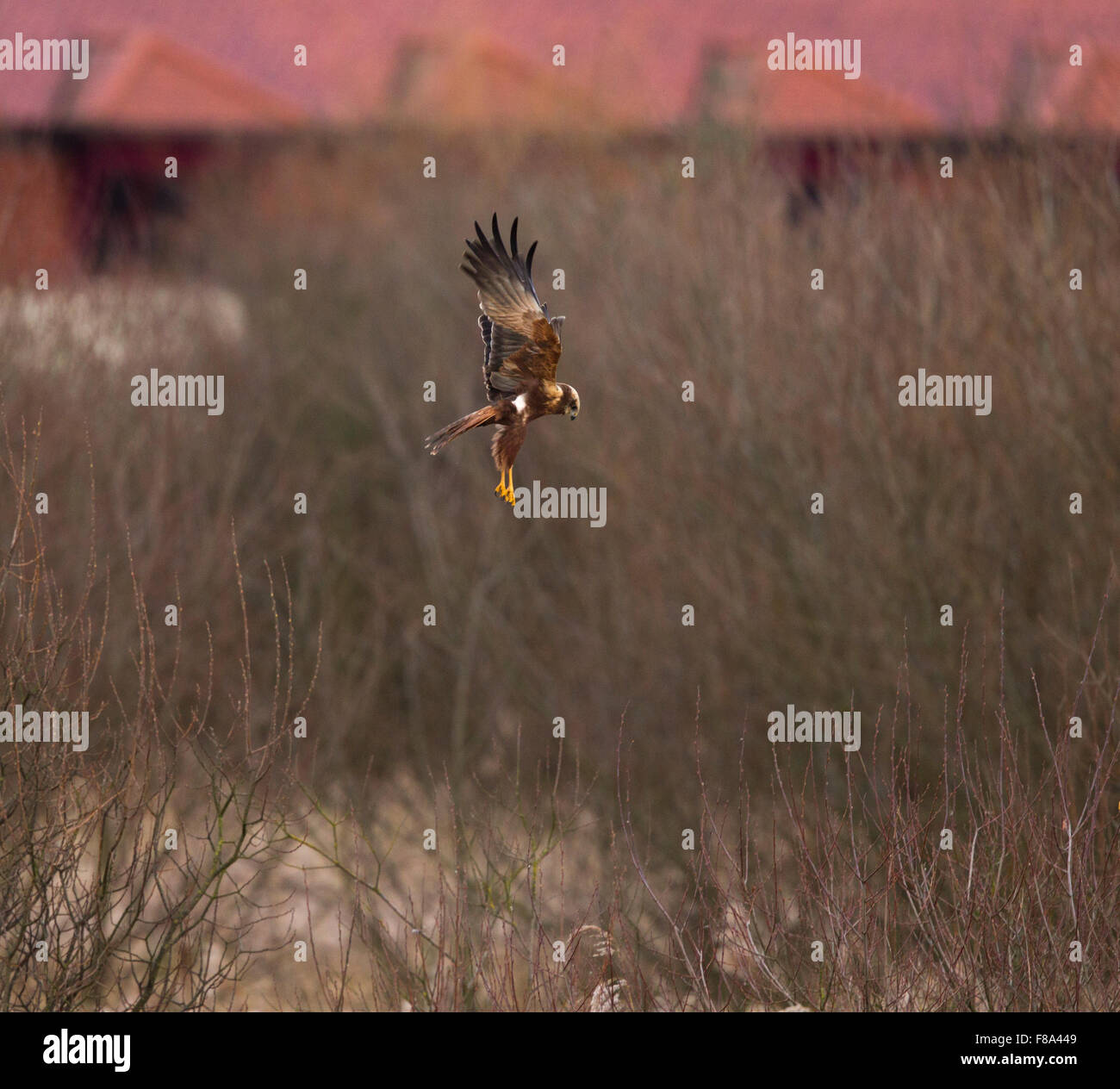immature male Marsh Harrier hunting by hovering Stock Photo - Alamy