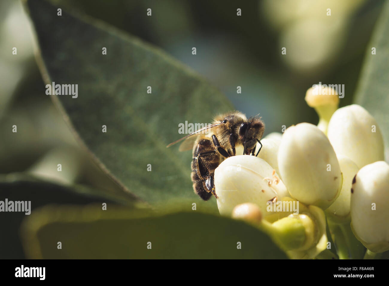 Tree pollination hi-res stock photography and images - Alamy