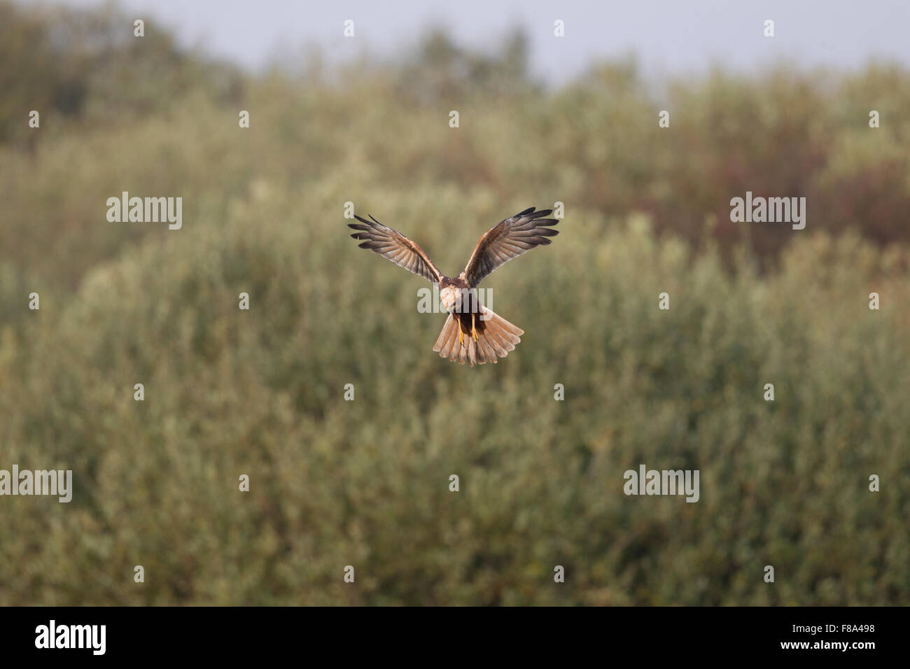 immature male Marsh Harrier in flight Stock Photo - Alamy