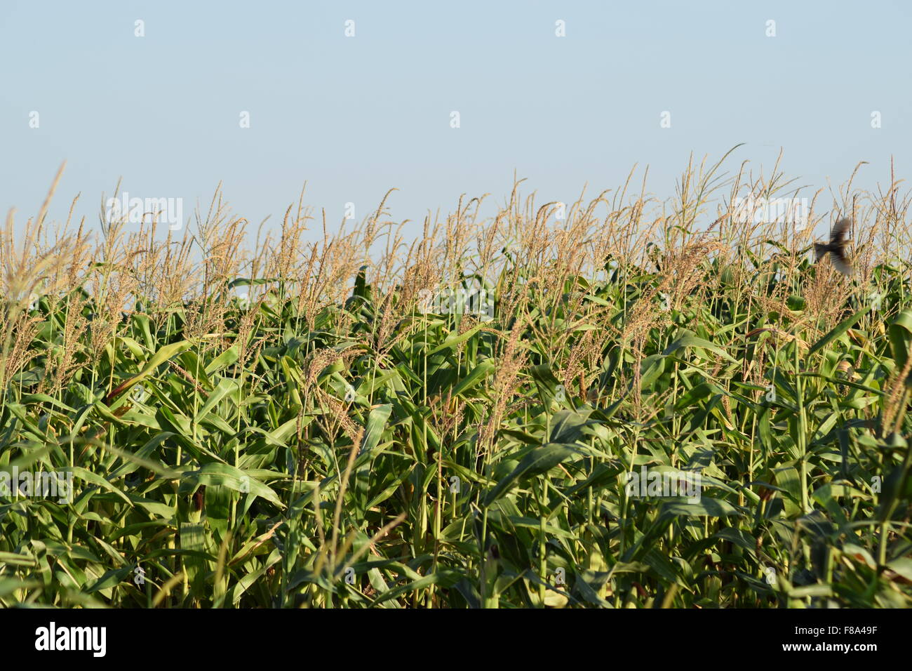The corn field. Forage crops, cultivation of corn on a silo Stock Photo - Alamy