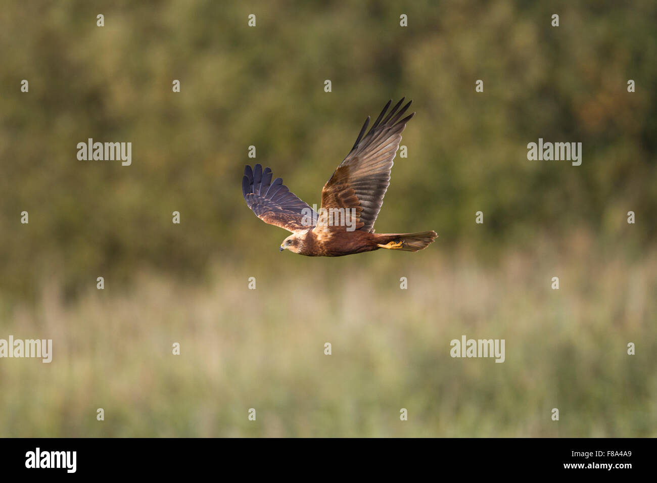 immature male Marsh Harrier in flight Stock Photo - Alamy