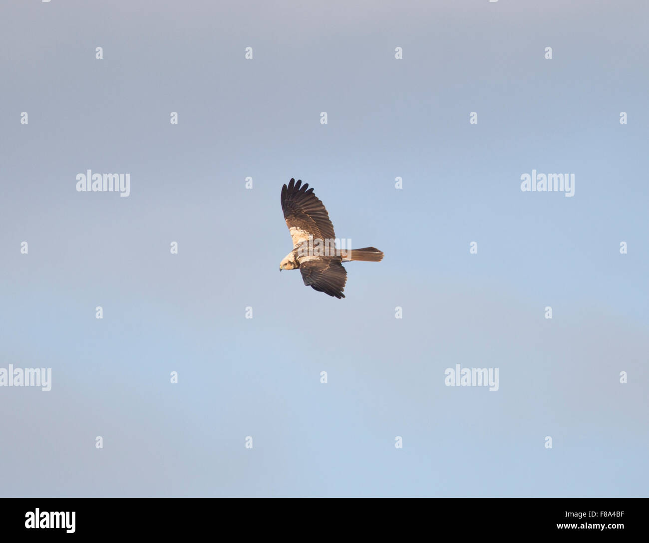 female Marsh Harrier in flight from above Stock Photo - Alamy