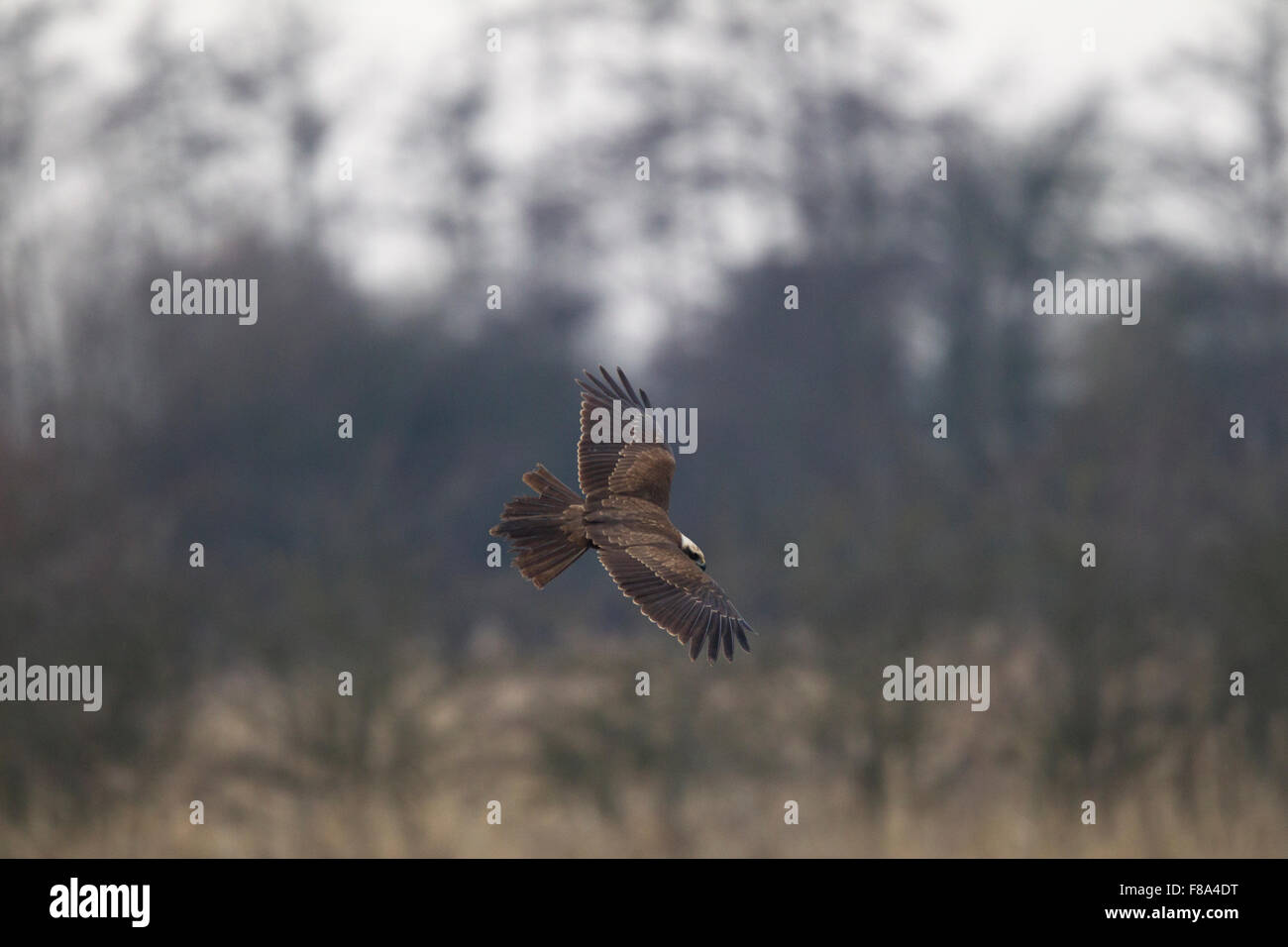 juvenile / first winter Marsh Harrier in flight Stock Photo - Alamy