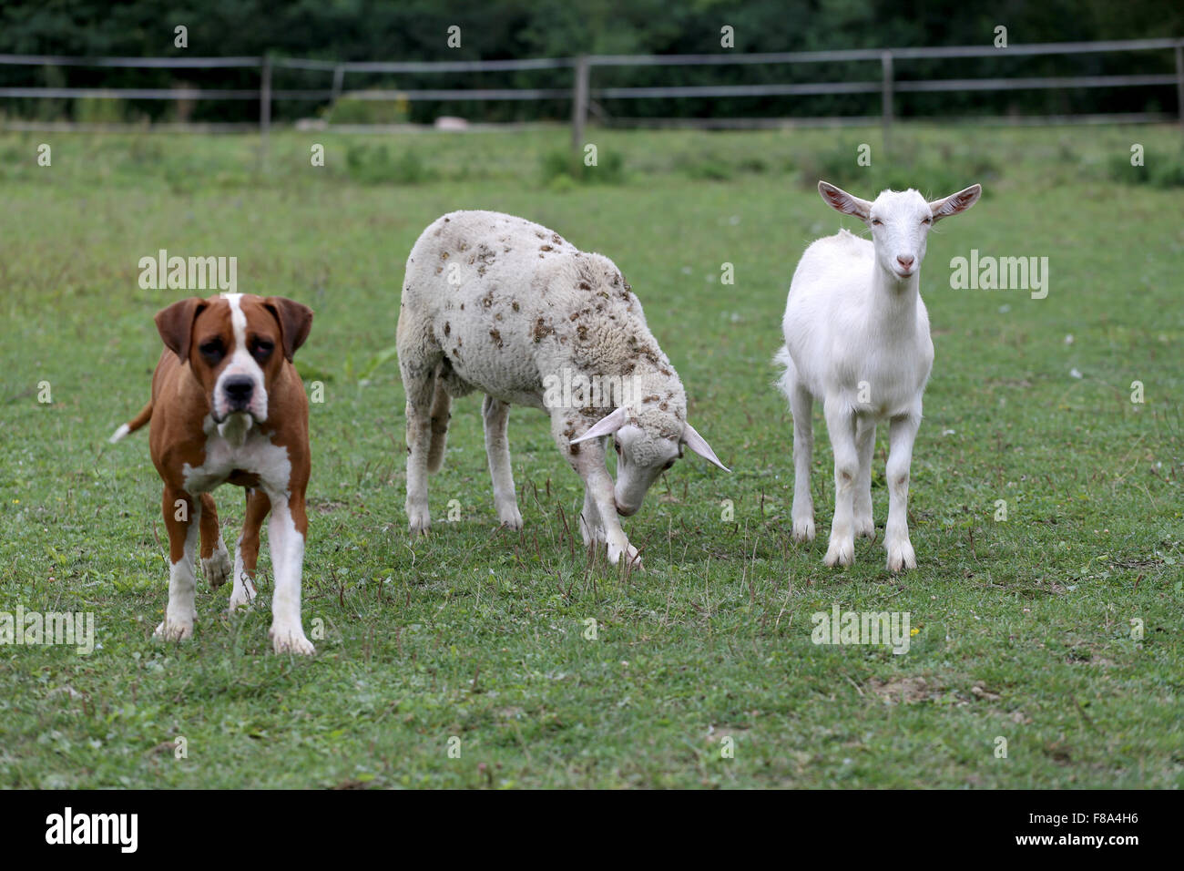 Sheep goat and a peaceful bulldog standing in animal farm Stock Photo ...