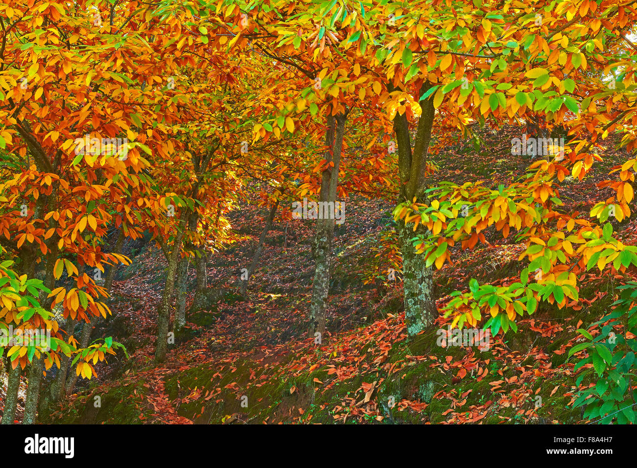 Autumn, Chesnut forest, Castanea sativa, Valle del Genal, Genal Valley ...