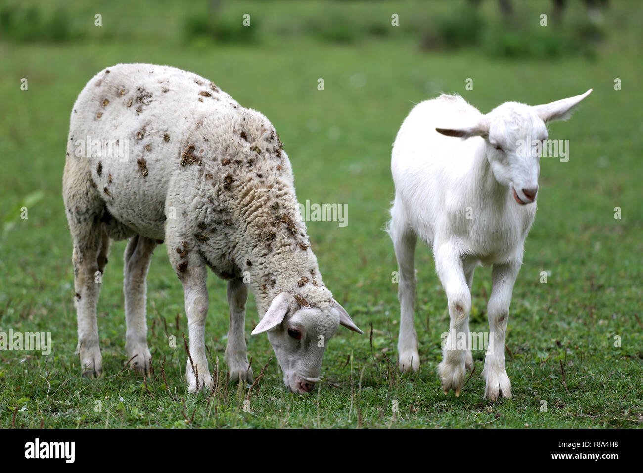 Baby goat and a woolly sheep grazing together Stock Photo - Alamy