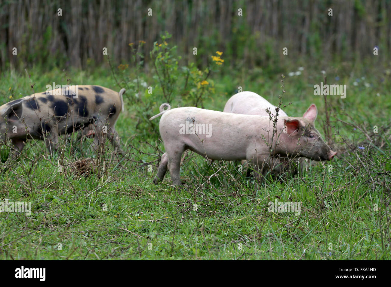 Baby pig standing in grass hi-res stock photography and images - Alamy