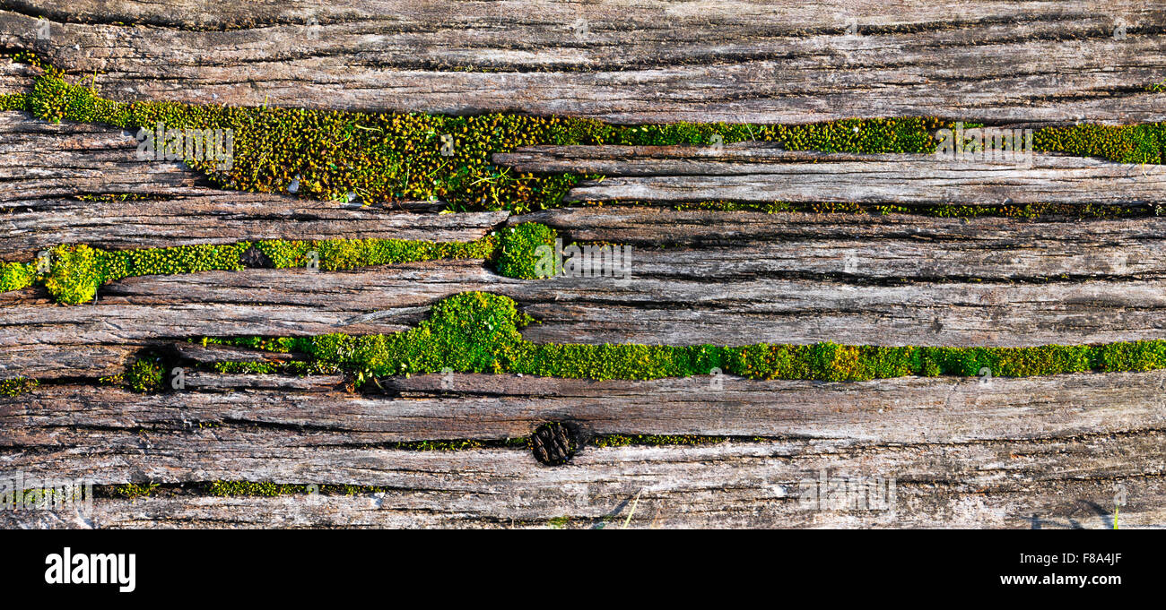 Wooden background with green moos Stock Photo - Alamy