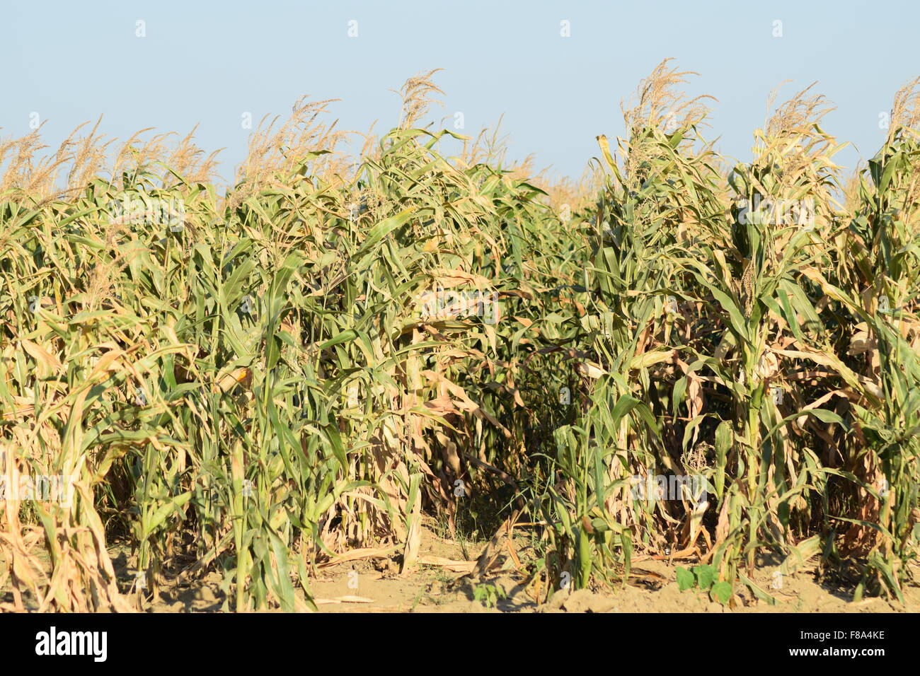 The corn field. Forage crops, cultivation of corn on a silo Stock Photo - Alamy