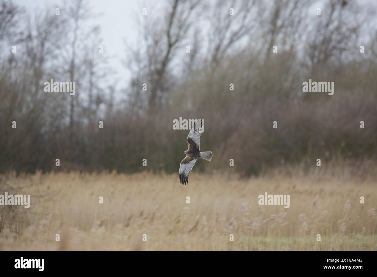 Male Marsh Harrier flying over reedbed showing upperwings and tail ...