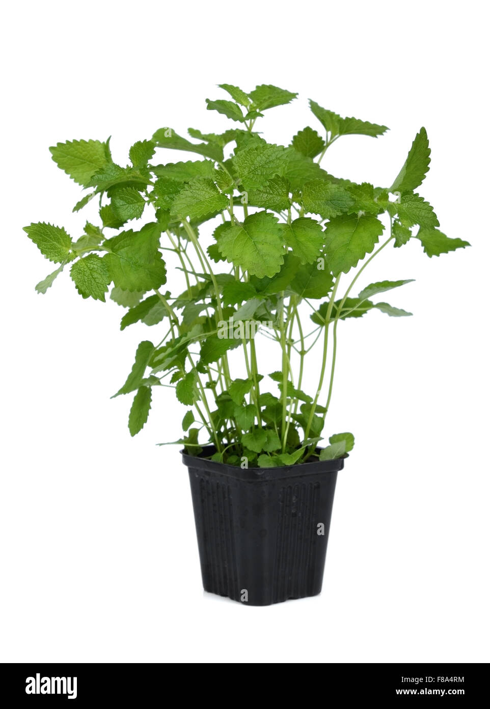 Lemon balm (Melissa officinalis). Balm mint sprout in flower pot Stock ...
