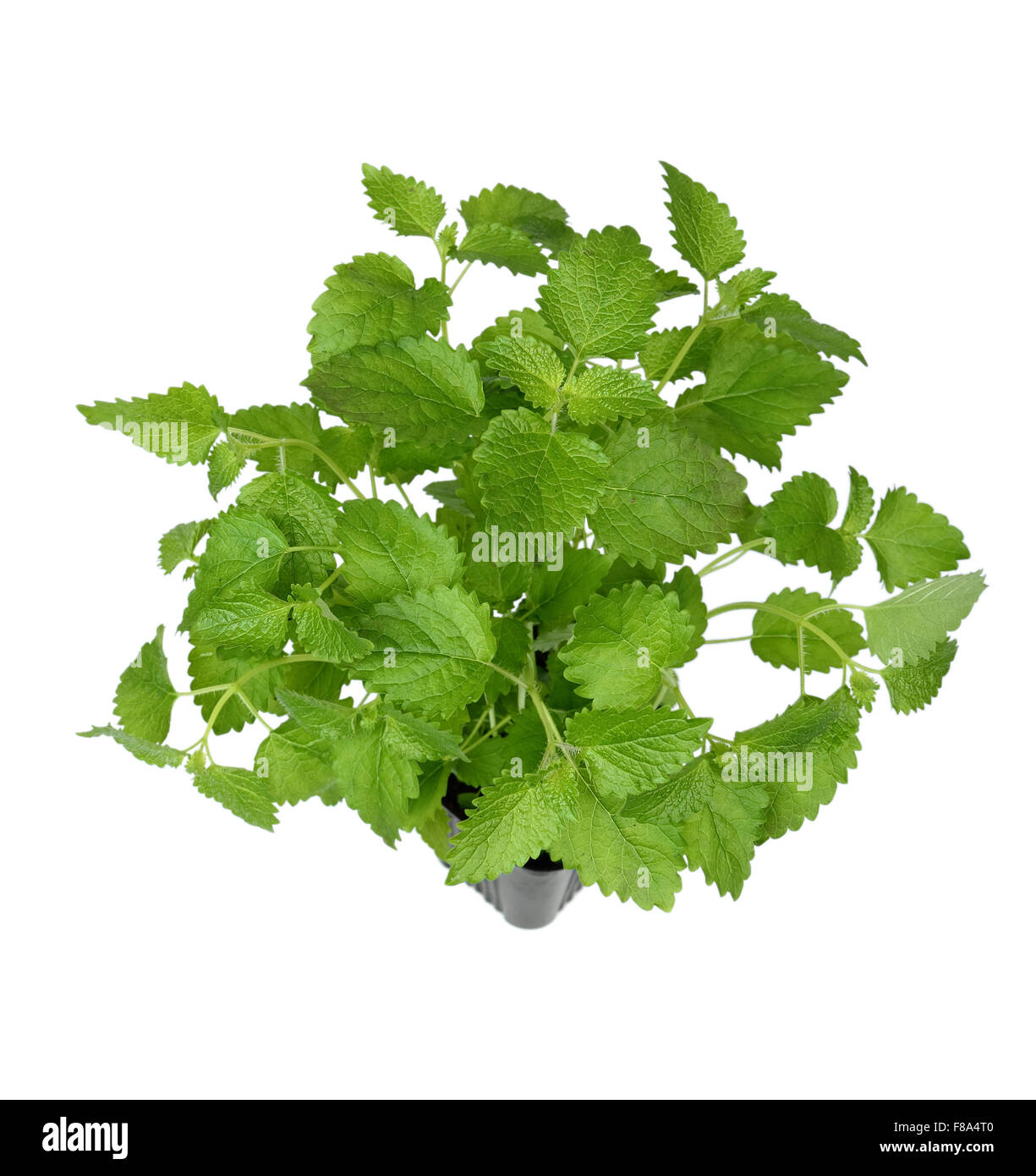 Lemon balm (Melissa officinalis). Balm mint sprout in flower pot Stock ...