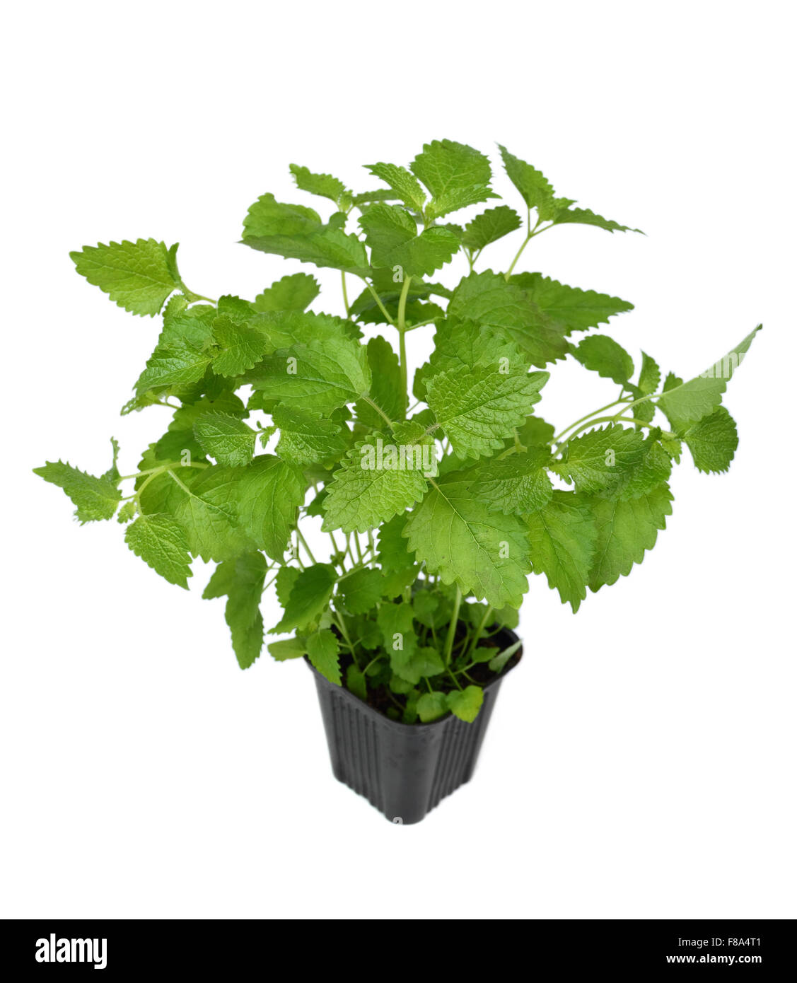 Lemon balm (Melissa officinalis). Balm mint sprout in flower pot Stock ...