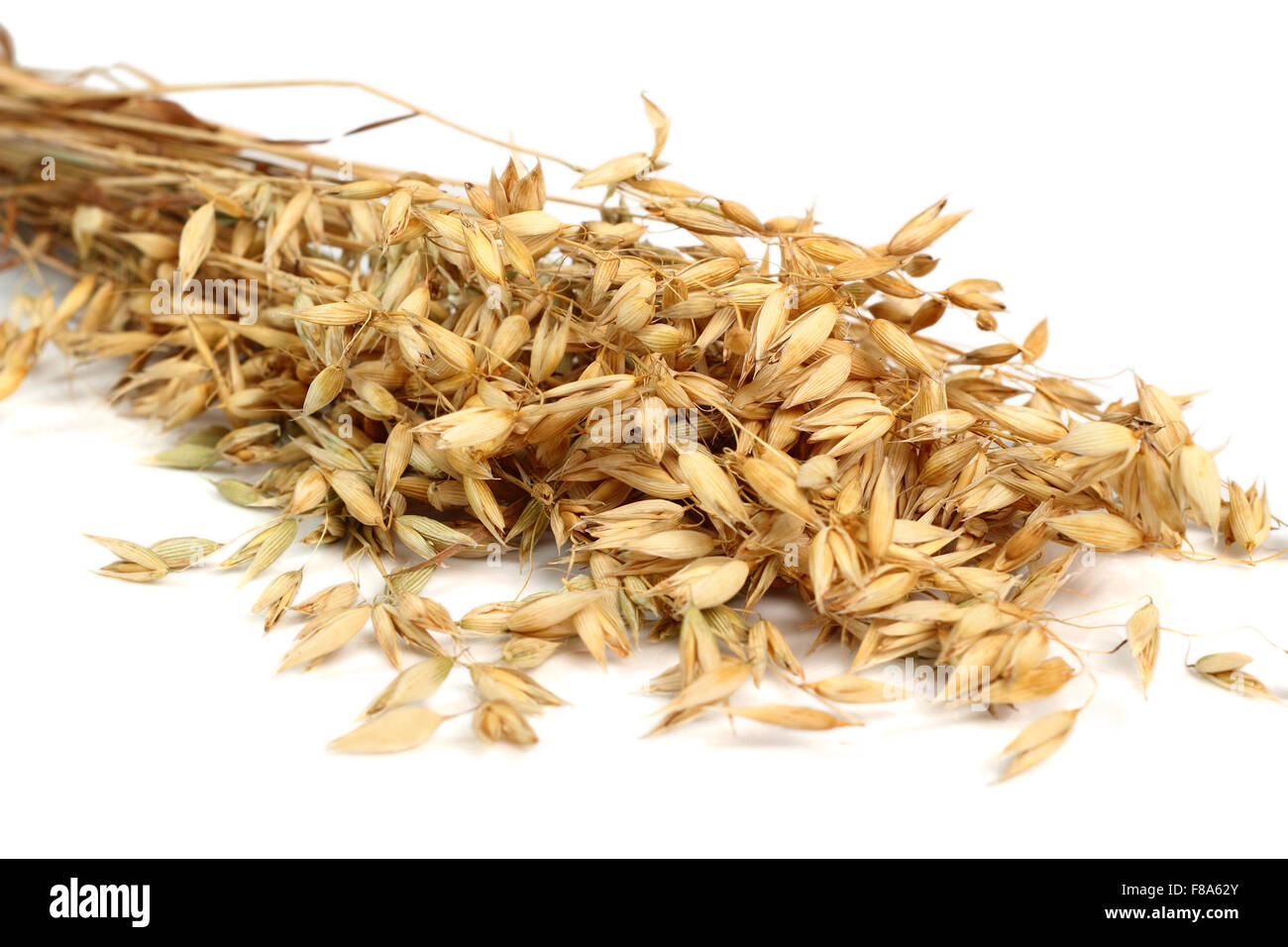 Oat (Avena) Plants Stock Photo - Alamy
