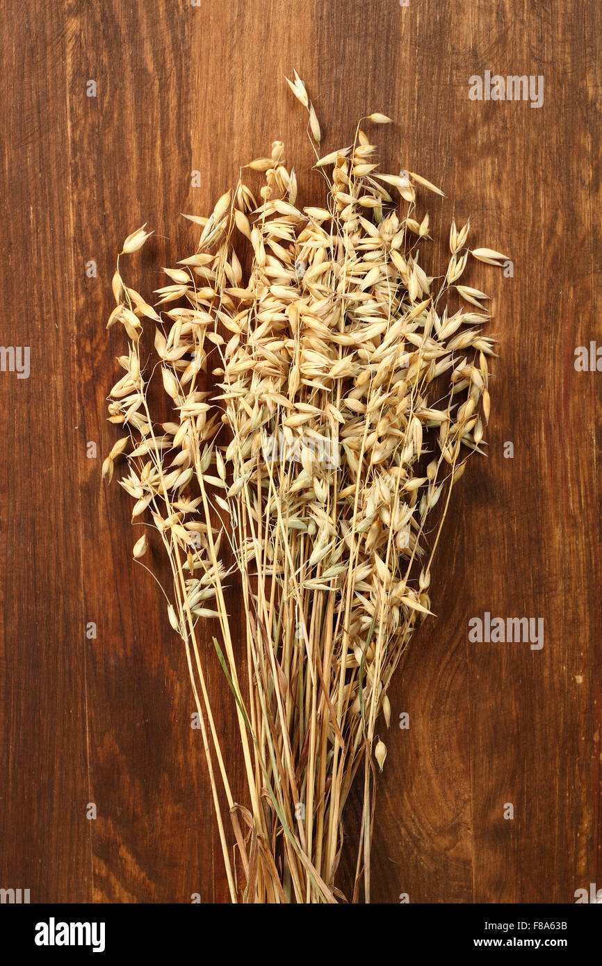 Oat (Avena) Plants Stock Photo - Alamy