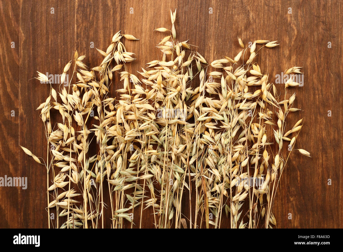 Oat (Avena) Plants Stock Photo - Alamy