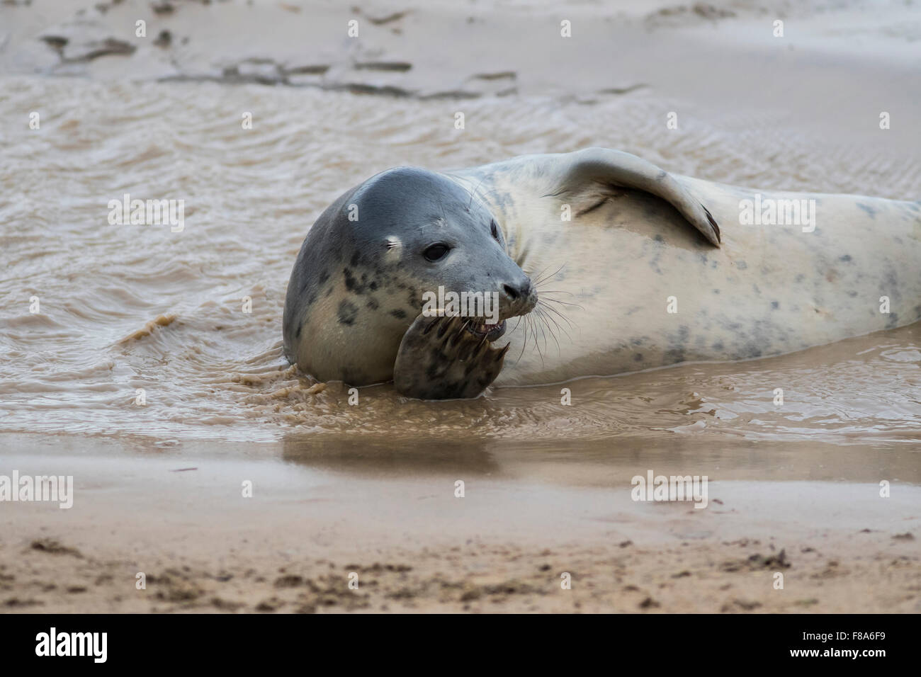 a grey seal playing around in the water Stock Photo - Alamy