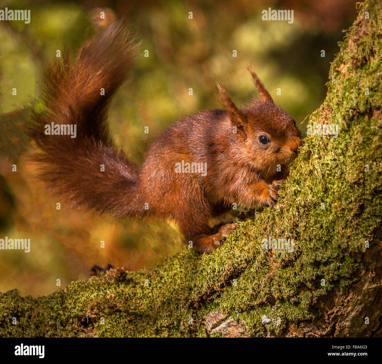 a red squirrel on a tree Stock Photo - Alamy