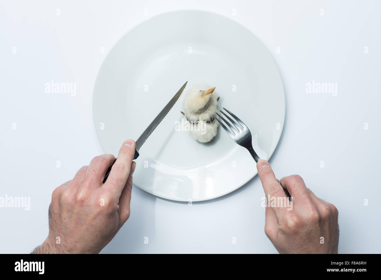 Chick eating hi-res stock photography and images - Alamy