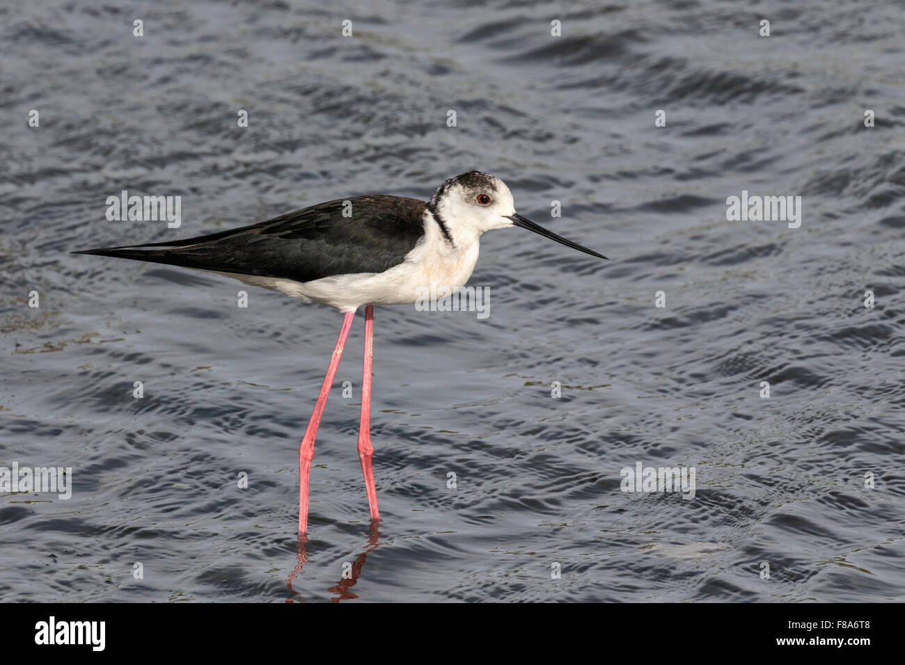 Black winged Stilt Stock Photo - Alamy