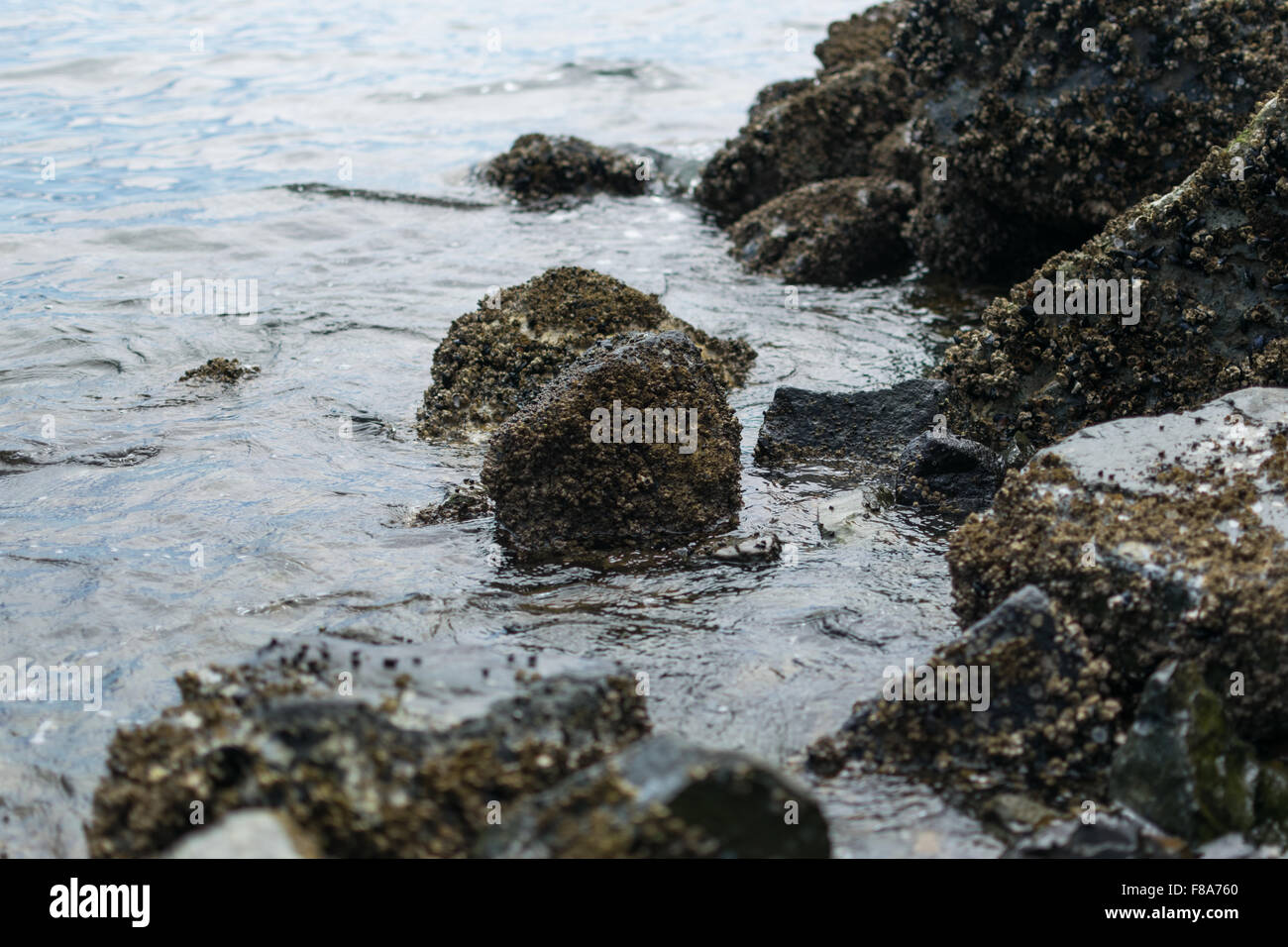 Barnacle covered stones at the shore Stock Photo - Alamy