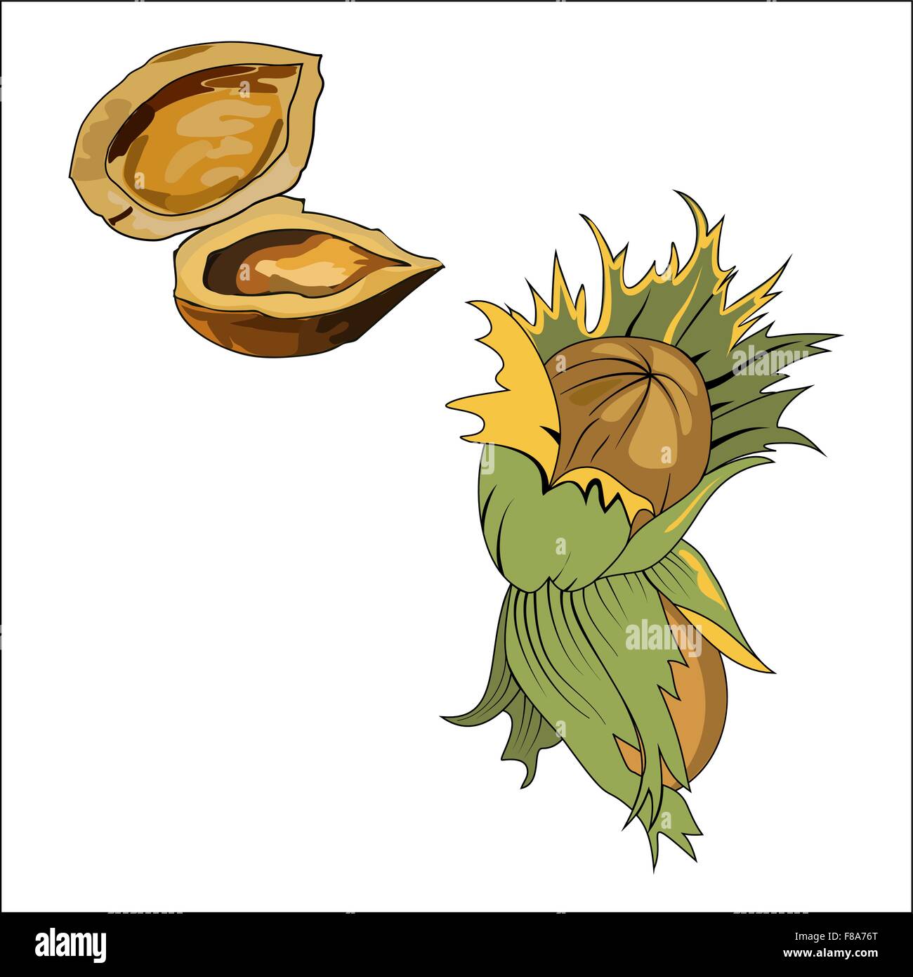 Hazelnut tree leaf Stock Vector Images - Alamy