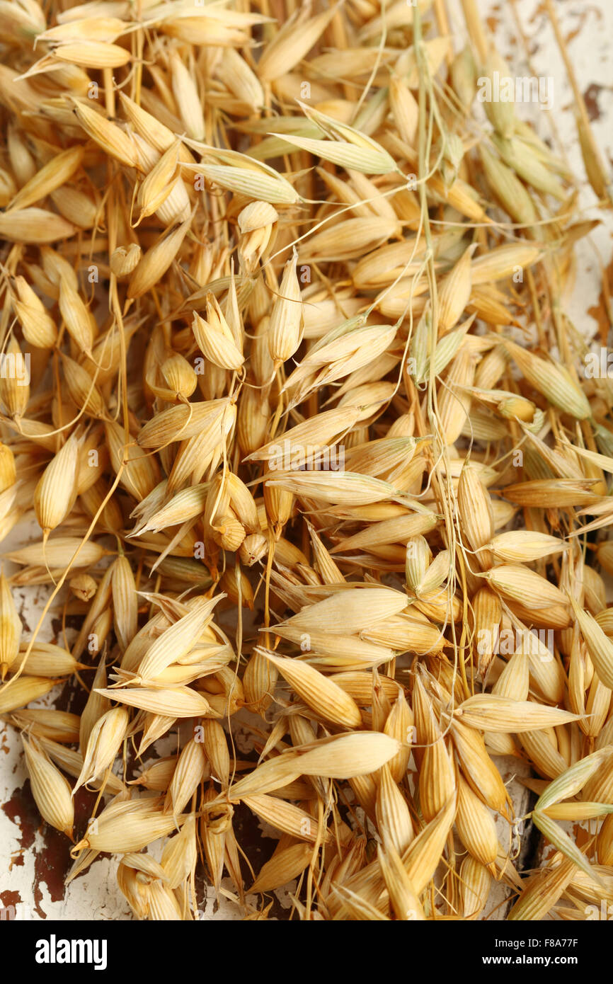 Oat (Avena) Plants Stock Photo - Alamy