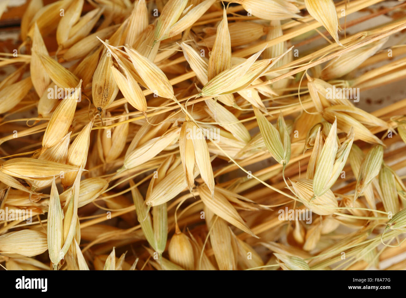 Oat (Avena) Plants Stock Photo - Alamy