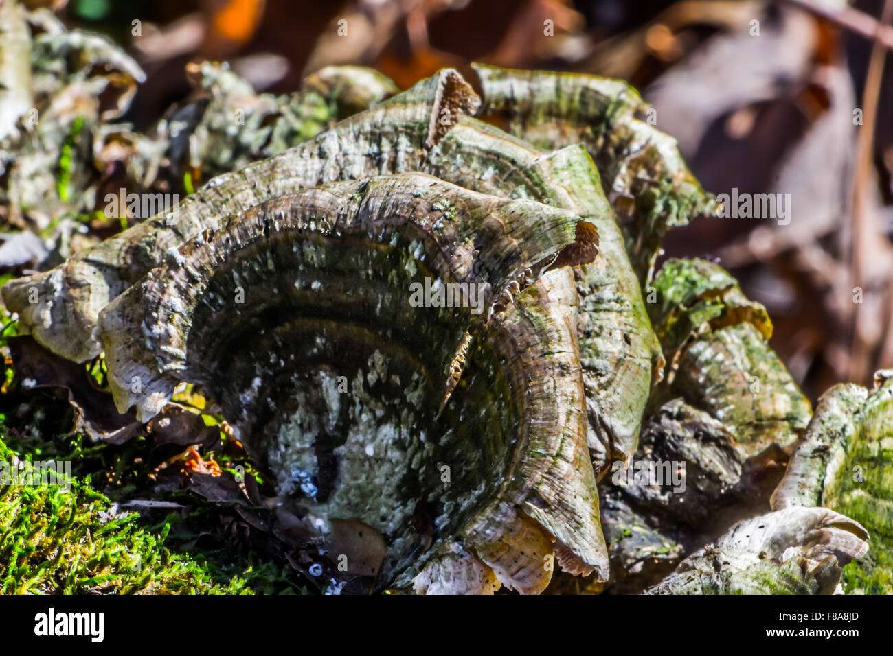 Mushrooms growing on a fallen tree branch Stock Photo - Alamy