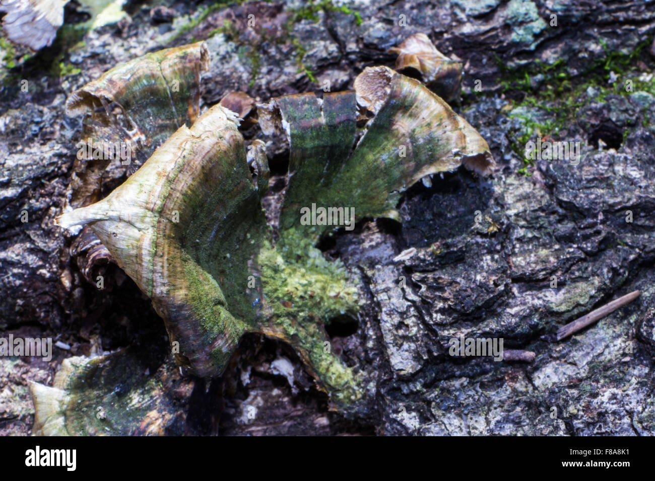 Mushrooms growing on a fallen tree branch Stock Photo - Alamy
