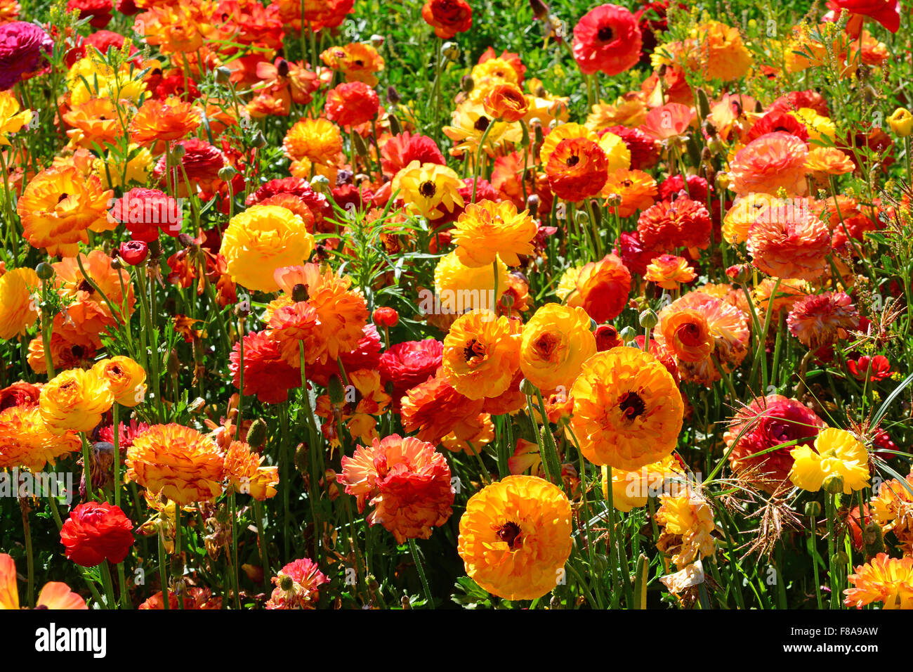 Buttercup flowers field Stock Photo - Alamy