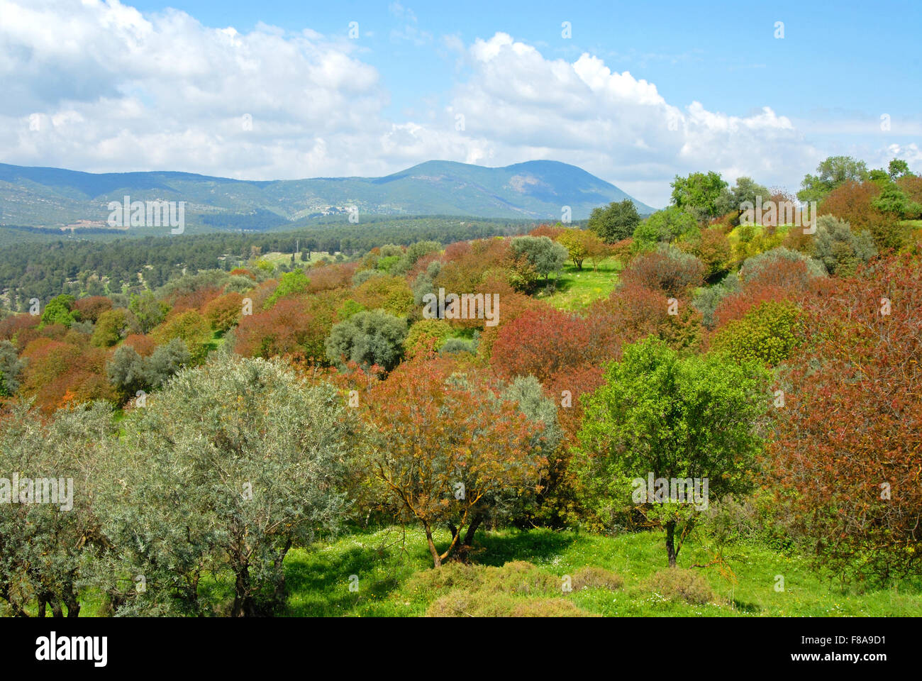 Galilee view in Autumn, Israel Stock Photo - Alamy