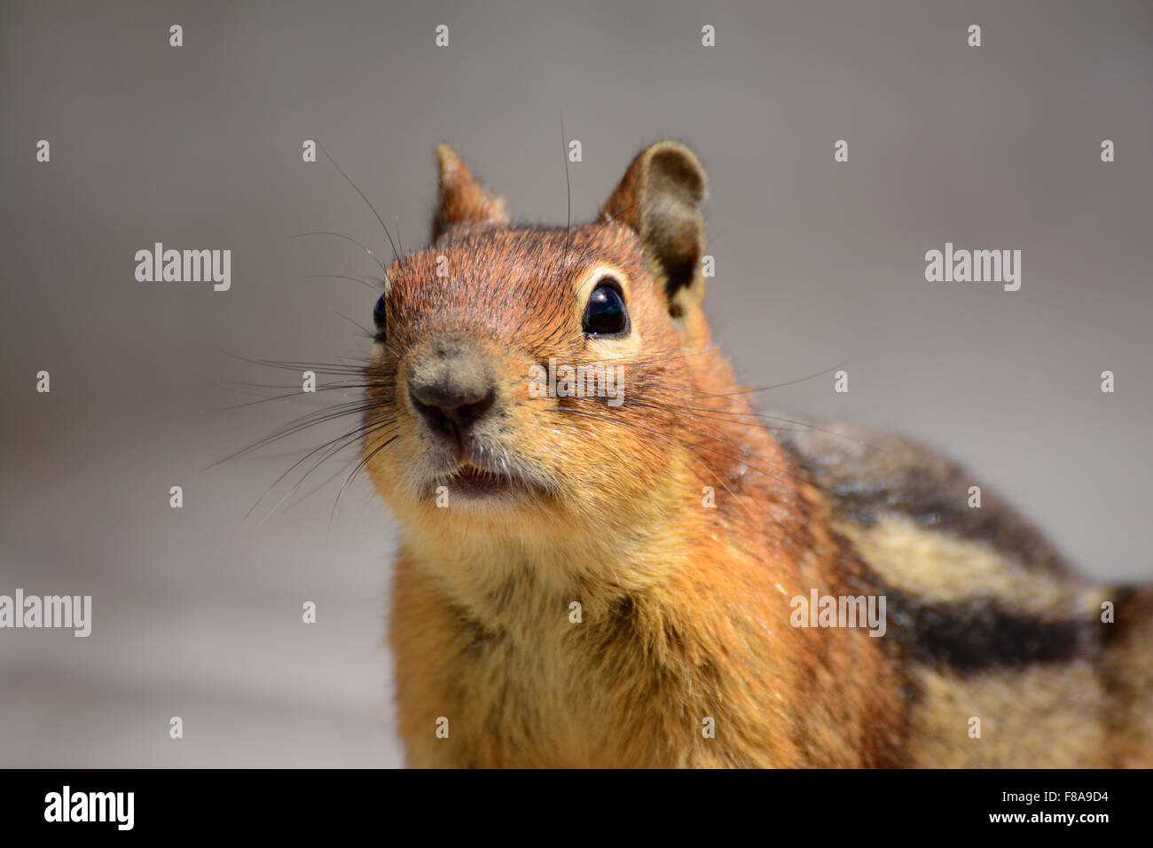 Squirrel ears hi-res stock photography and images - Alamy