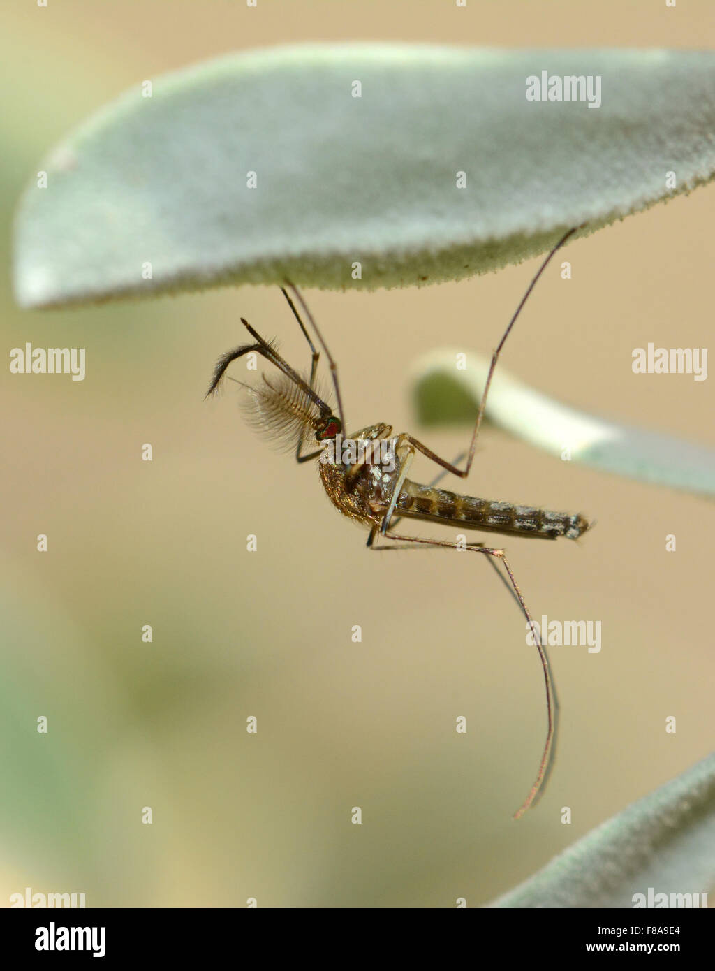 Mosquito At Rest High Resolution Stock Photography and Images - Alamy