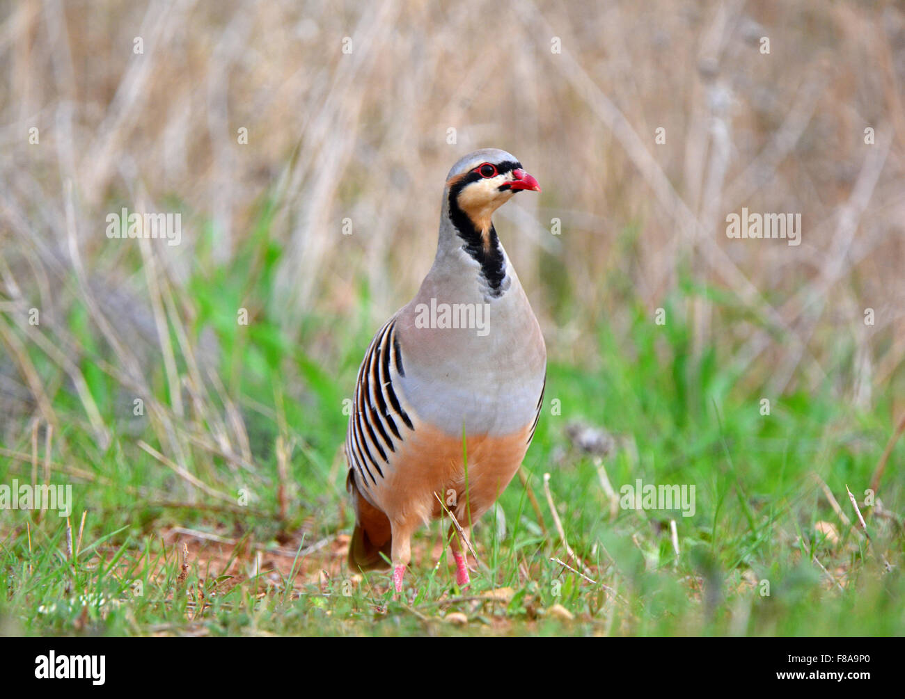 Red-legged Partridge, Alectoris chukar Stock Photo - Alamy