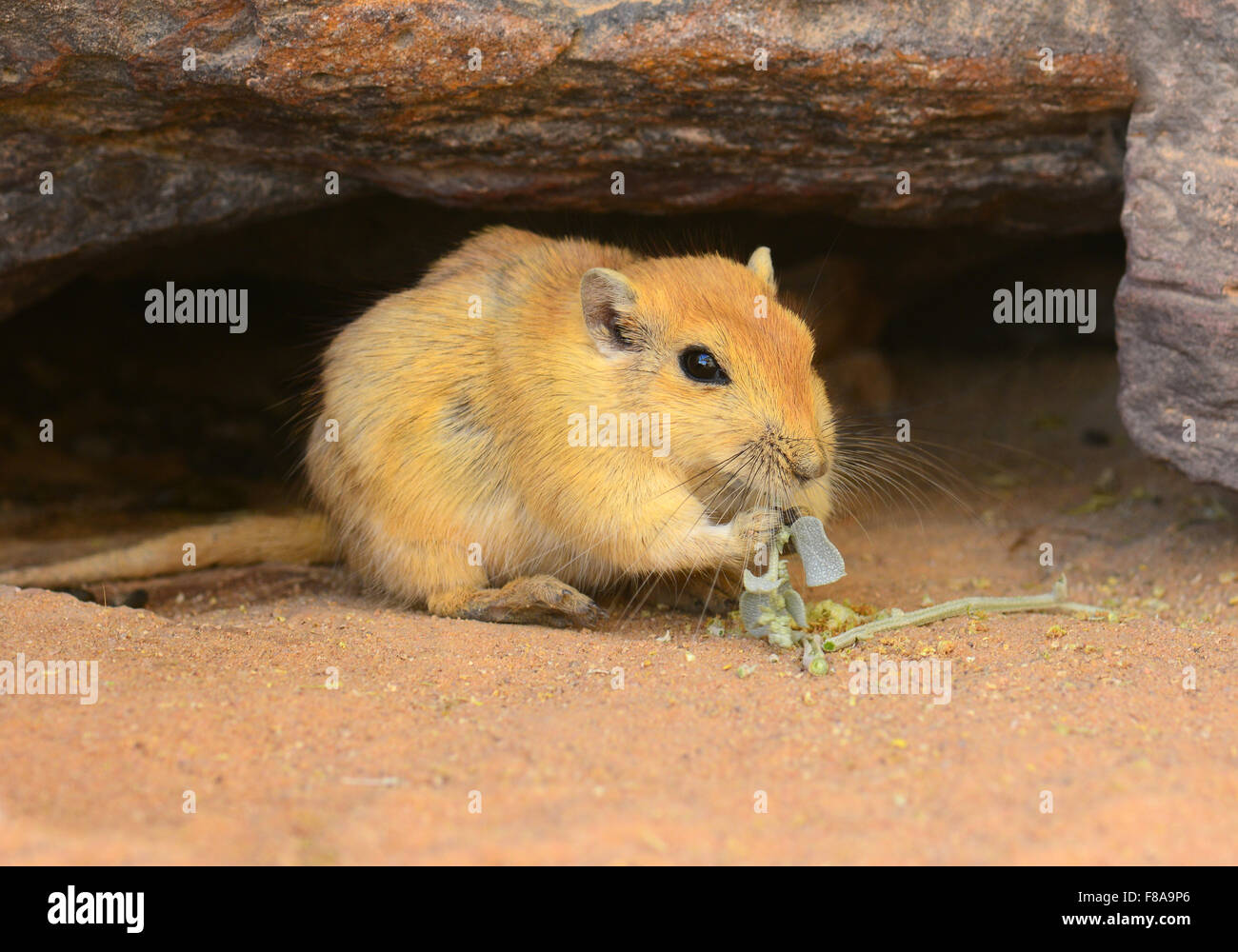 Sand Rat ,Psammomys obesus eating saltbush, Negev, Israel Stock Photo ...