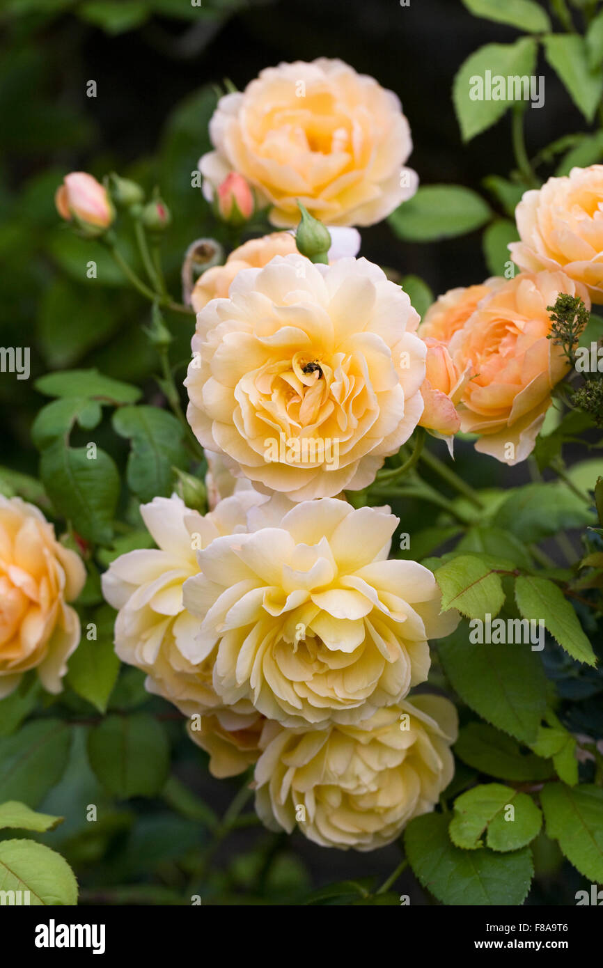 Rosa. Yellow shrub rose in an English garden Stock Photo - Alamy