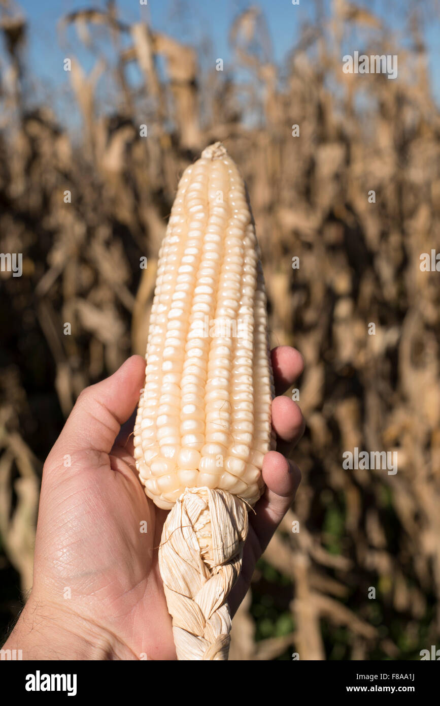 Mexico corn farming hi-res stock photography and images - Alamy
