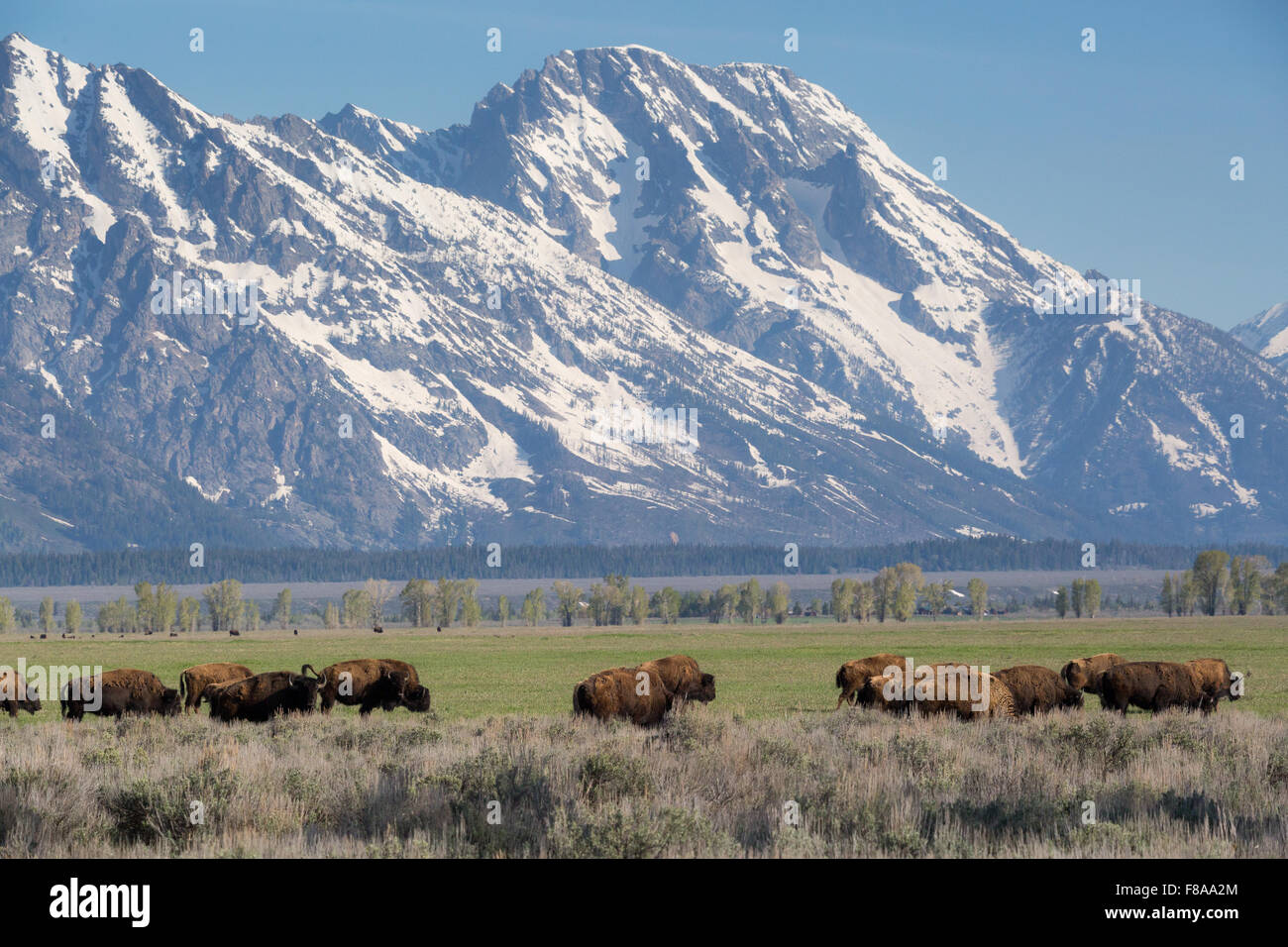 Migrating bison herd hi-res stock photography and images - Alamy