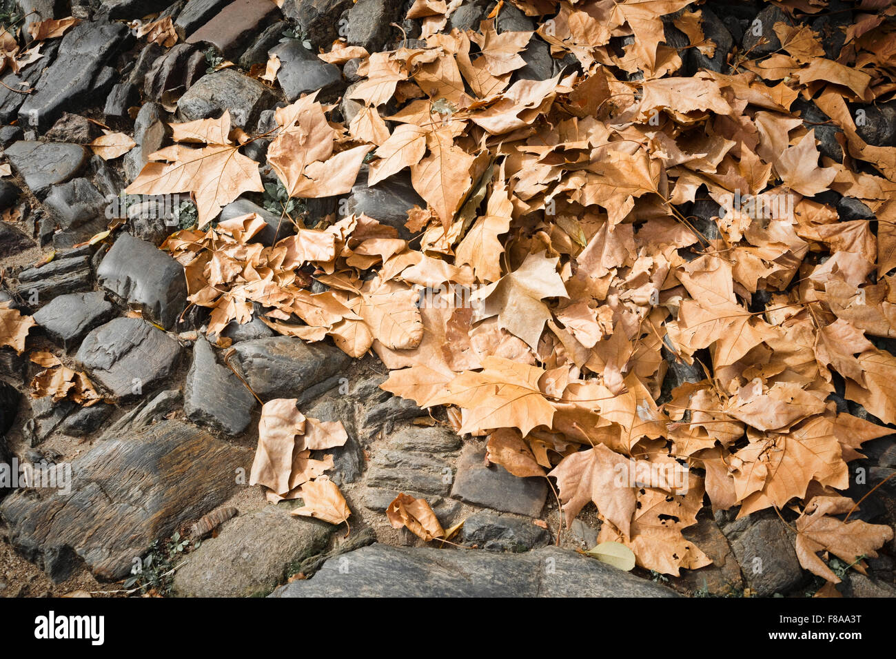 Fallen autumn leaves on a cobblestone pavement Stock Photo - Alamy