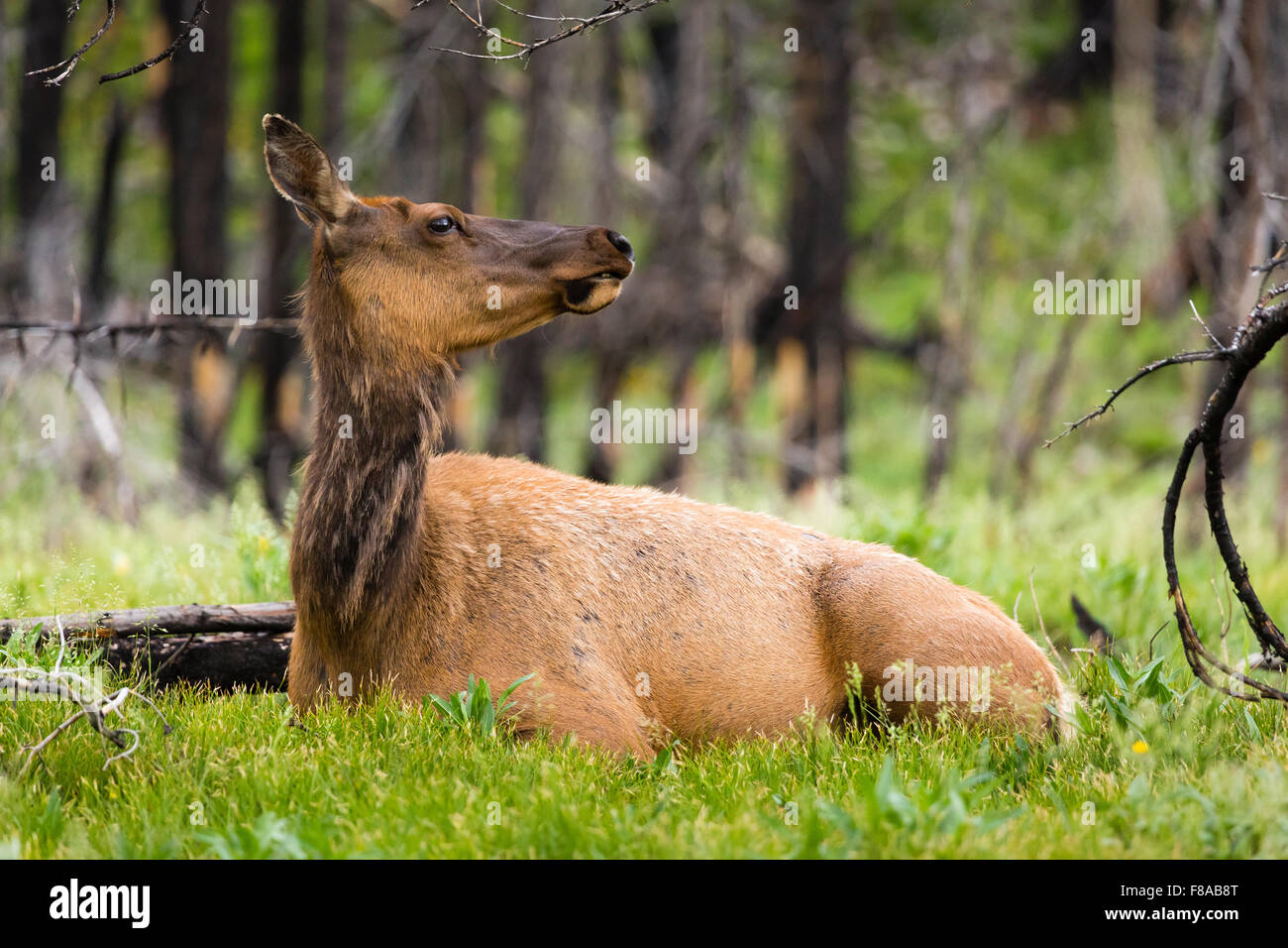 Elk forest burn hi-res stock photography and images - Alamy