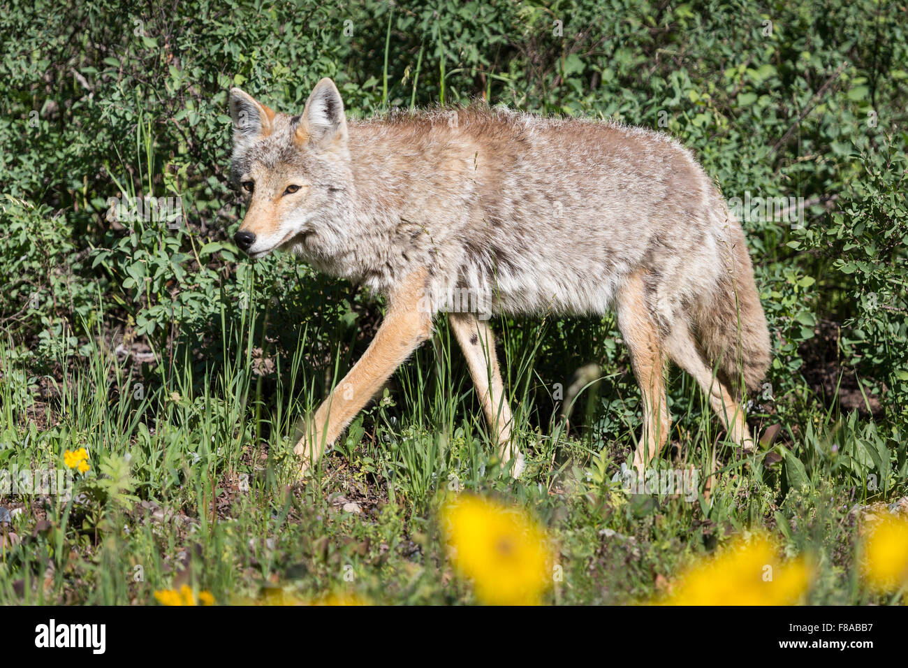 Coyote hole hi-res stock photography and images - Alamy